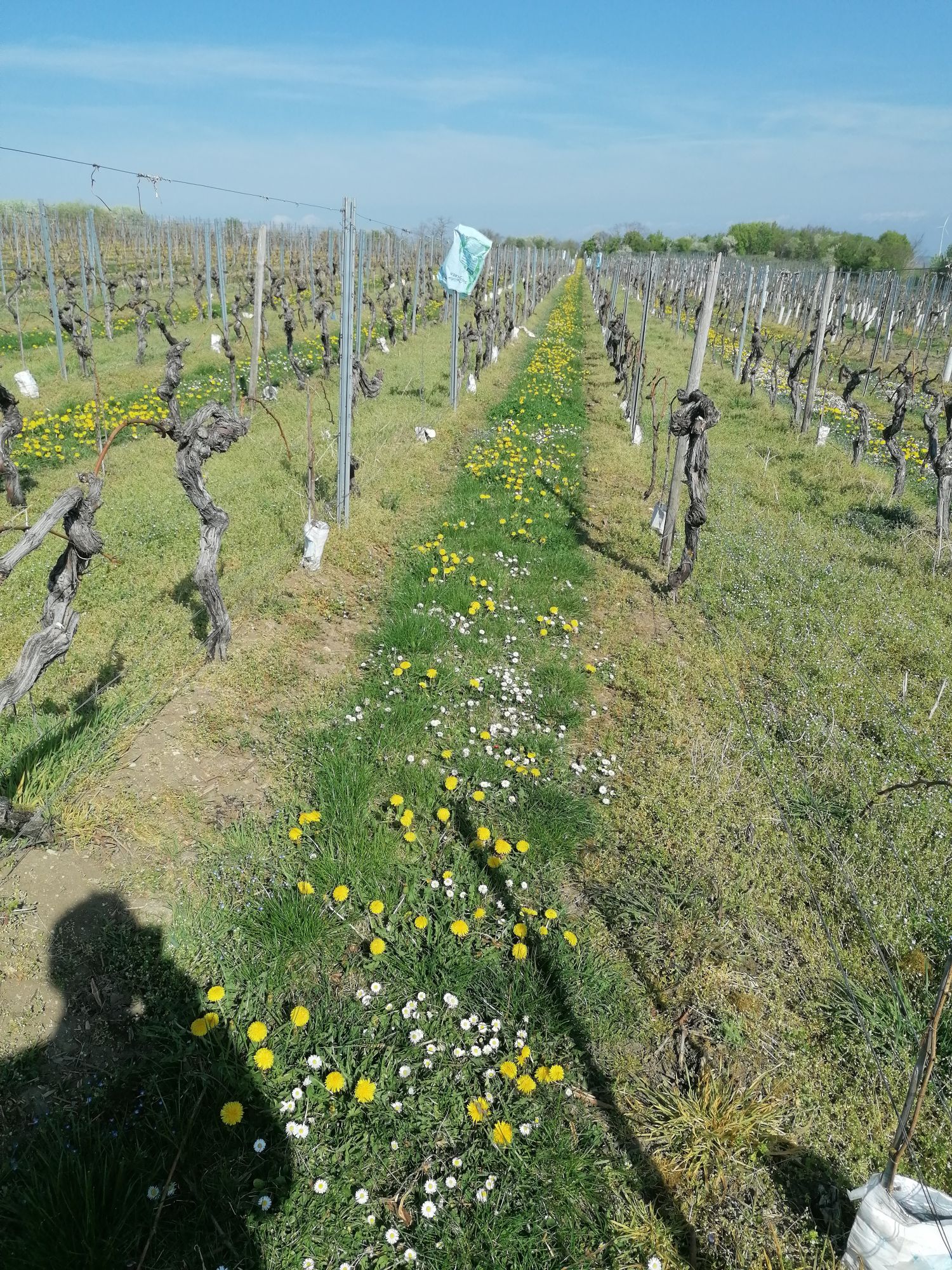 Die Reben treiben aus – Weingut Knell